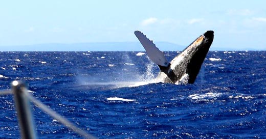 maui-whale-watching-sunset-sail - Scotch Mist Sailing Charters Maui